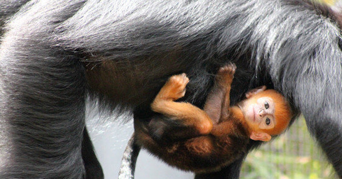 Incredibly Rare Francois' Leaf Monkey Langur Born At Taronga Zoo -- And ...