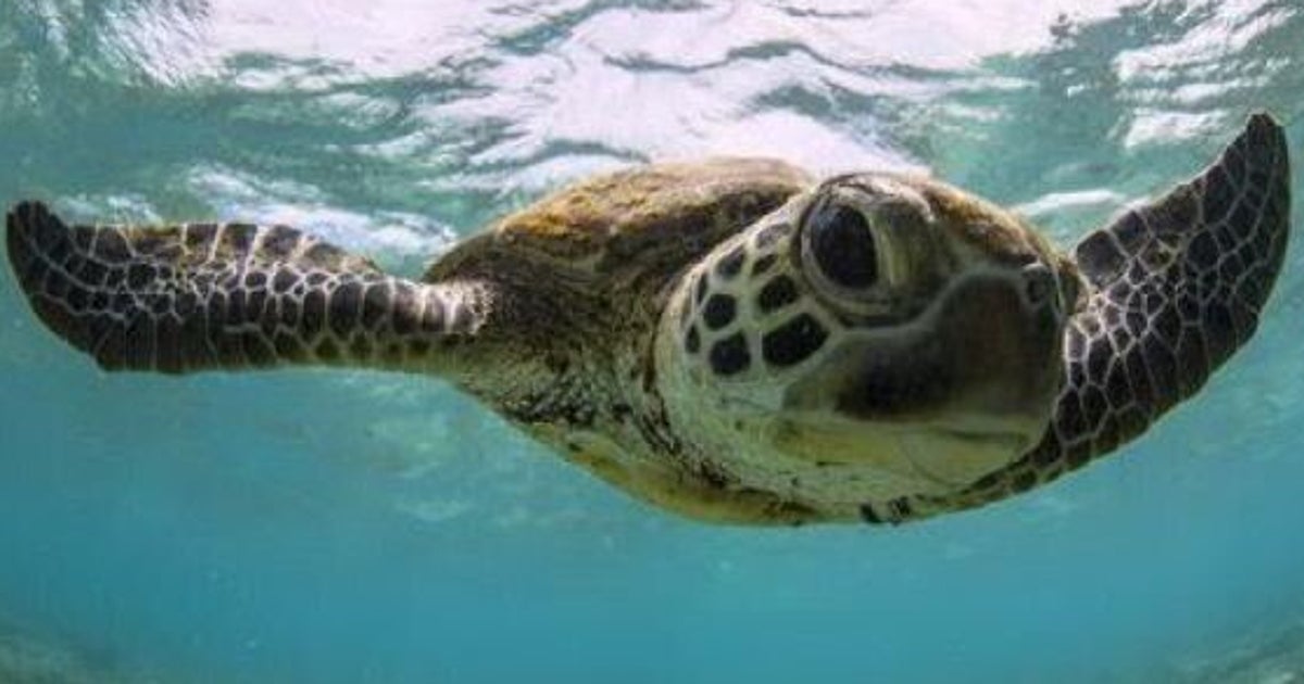 Turtle Egg Laying Season At Mon Repos Beach | HuffPost News