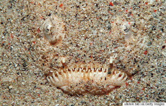 Terrifying Sea Creatures That Will Make You Fear The Ocean | HuffPost News