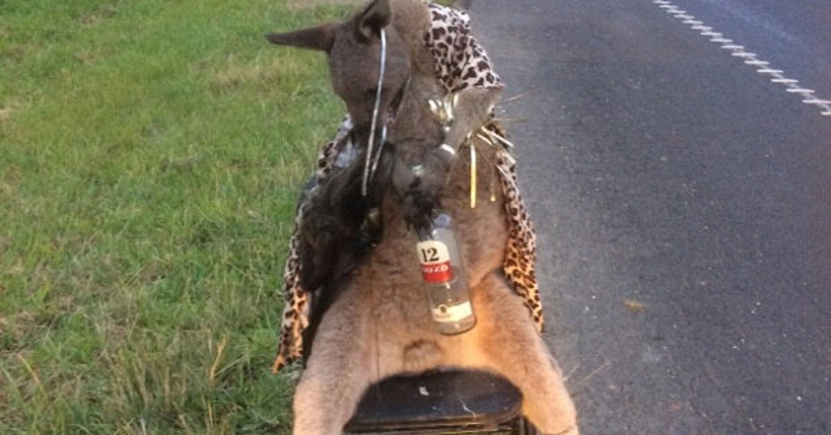 PETA Offers $5000 Reward After Kangaroo Killed And Dressed Up In ...