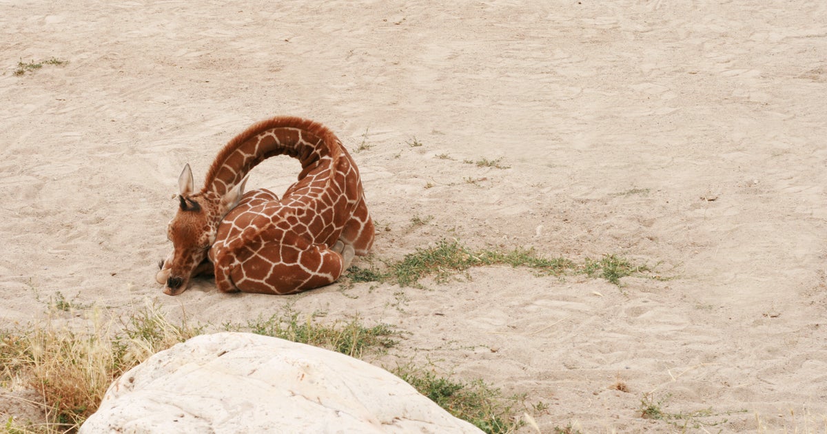 Giraffes Only Sleep For Five Minutes At A Time | HuffPost Life