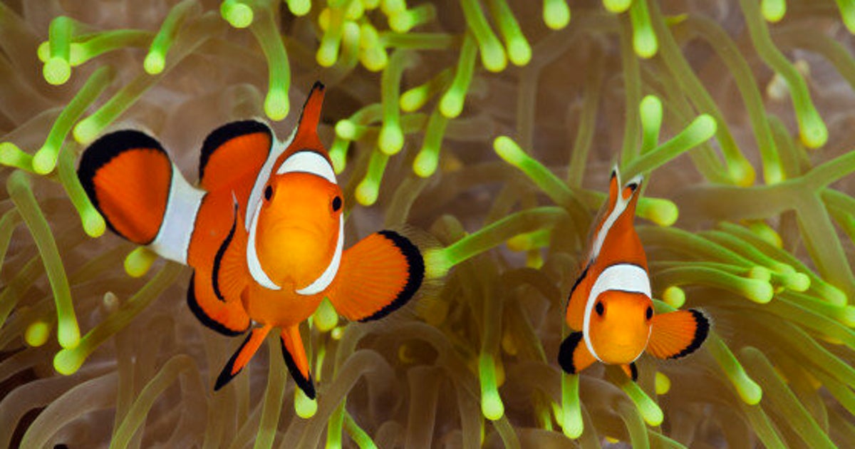 Weird Ways Animals Mate (We Know You're Curious) | HuffPost News