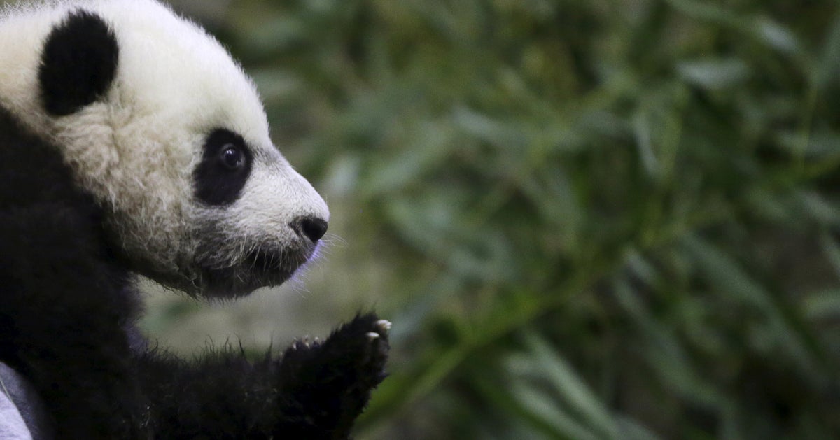 Giant Panda Numbers Are Rising, But It's Not That Black And White ...