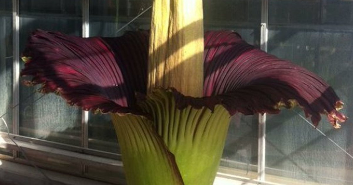 Corpse Flower Blooms In Adelaide, And Brings The Stench Of Death With ...