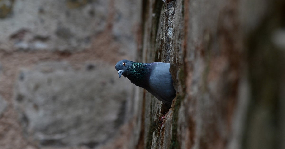 Where Are All The Baby Pigeons? An Investigation | HuffPost Life
