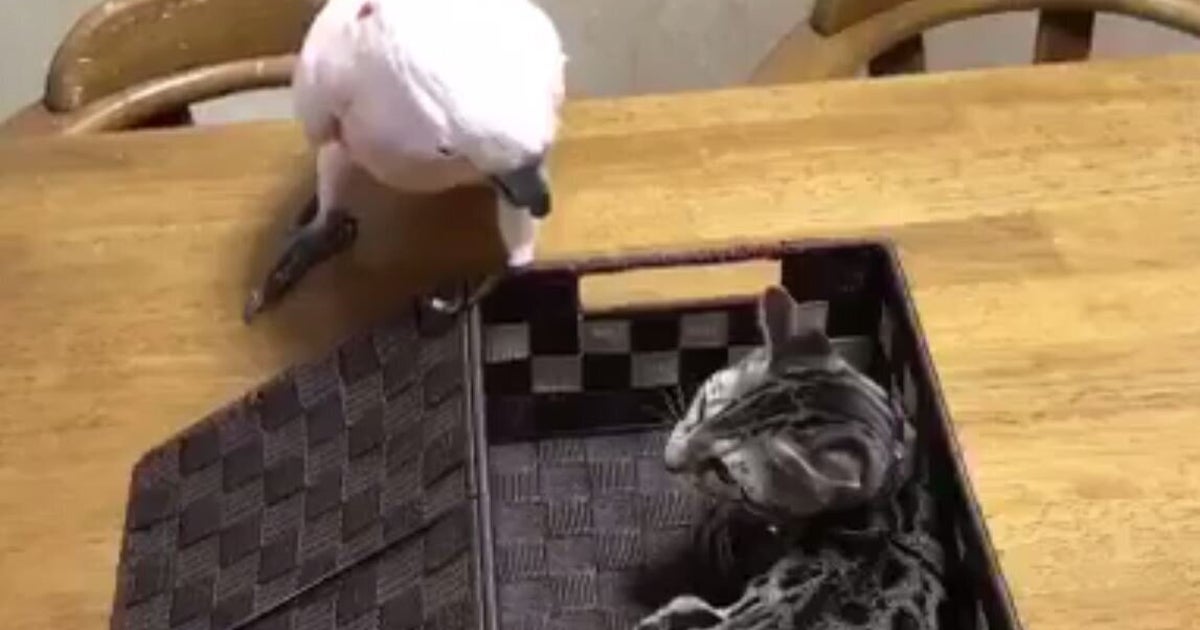 Parrot Puts Rude Cat Back In Its Box | HuffPost Life