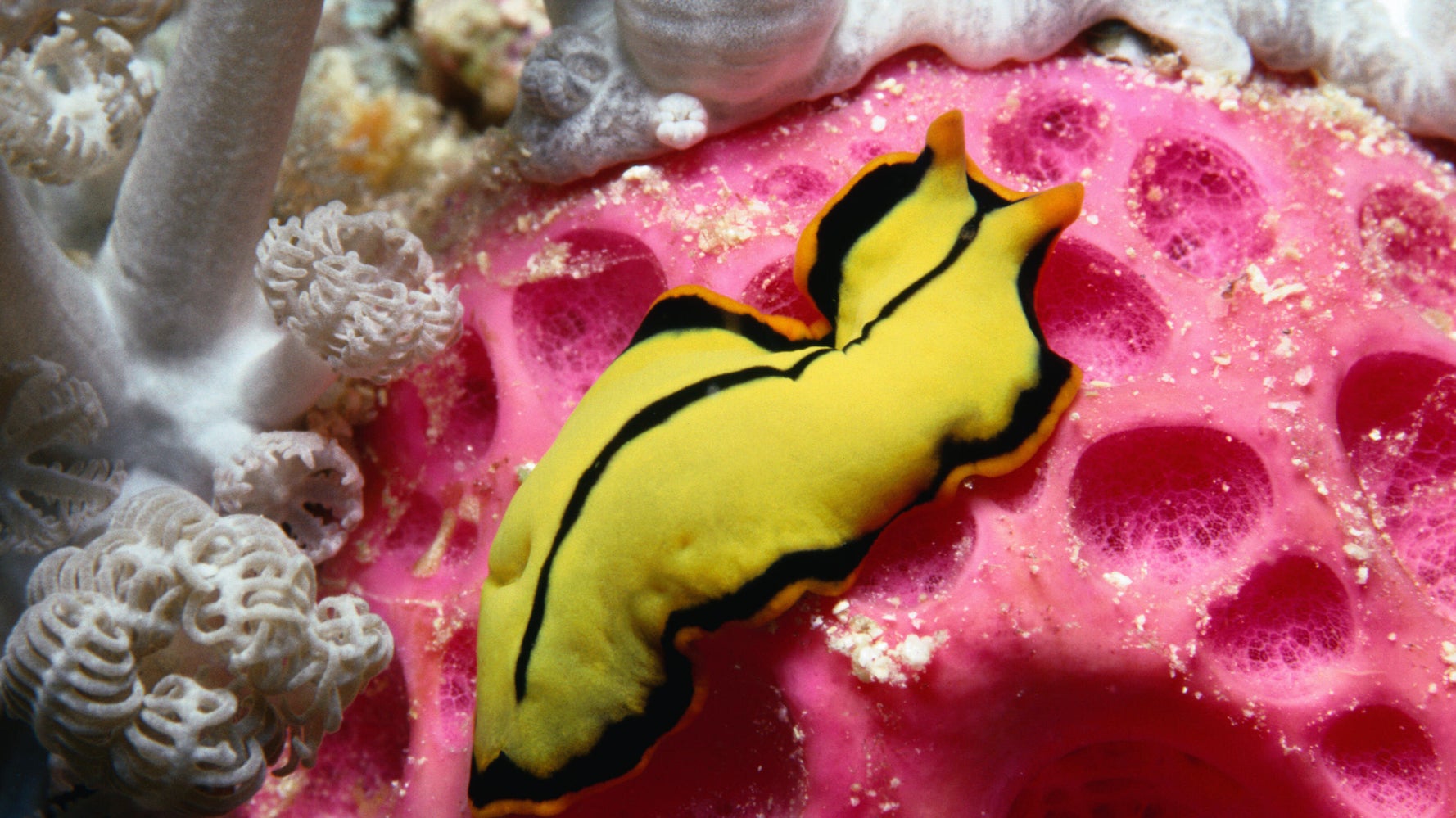The Weirdest Sex You Will Ever See Thats Totally Safe For Work Huffpost Australia Life