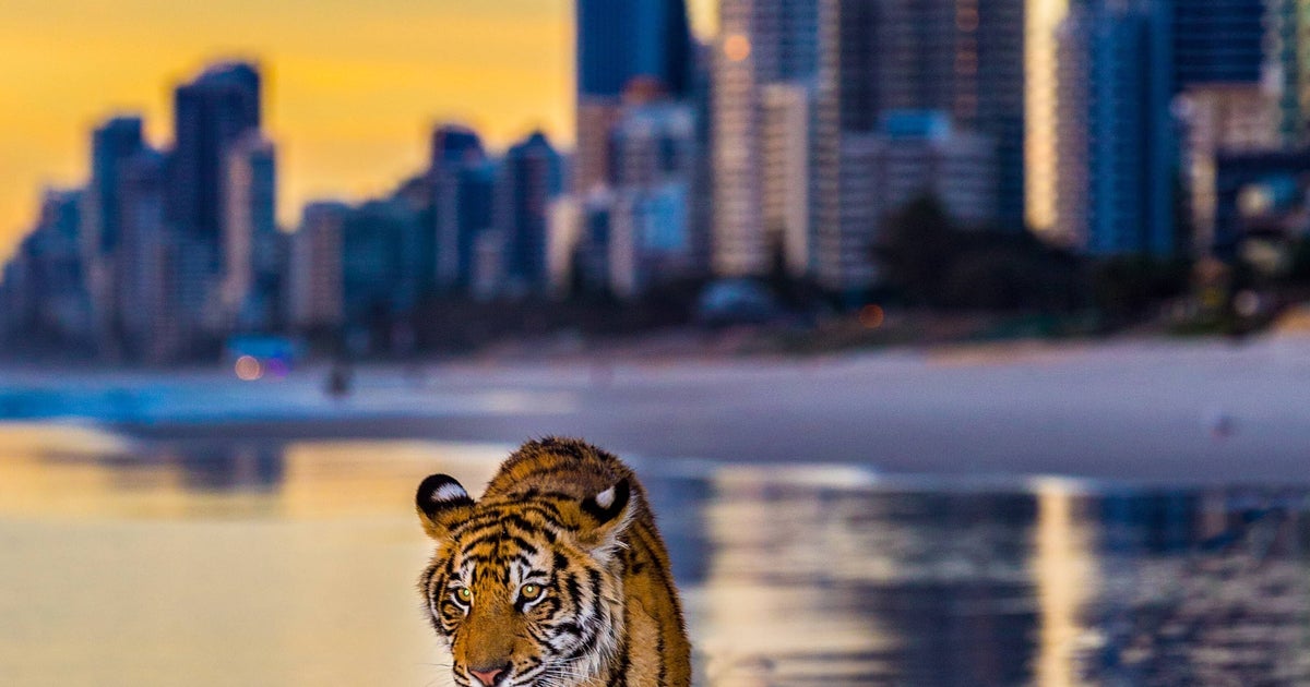 A Tiger Just Strolled Along A Beach On The Gold Coast | HuffPost ...