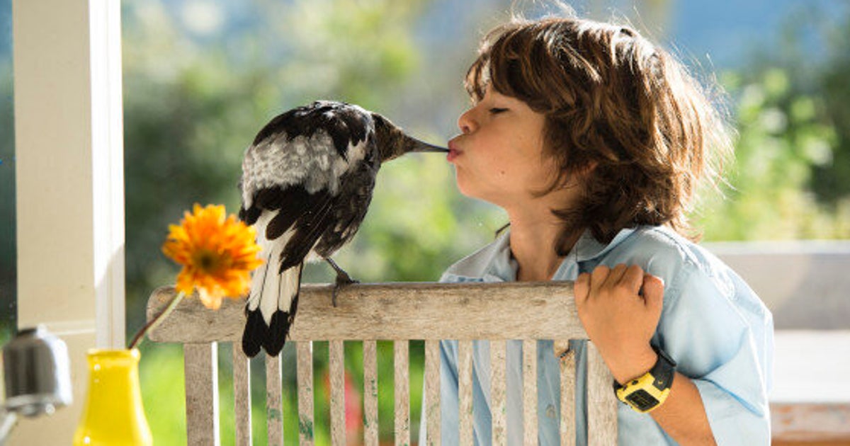 Penguin The Magpie: How A Rescued Native Bird Became A Symbol Of Hope ...