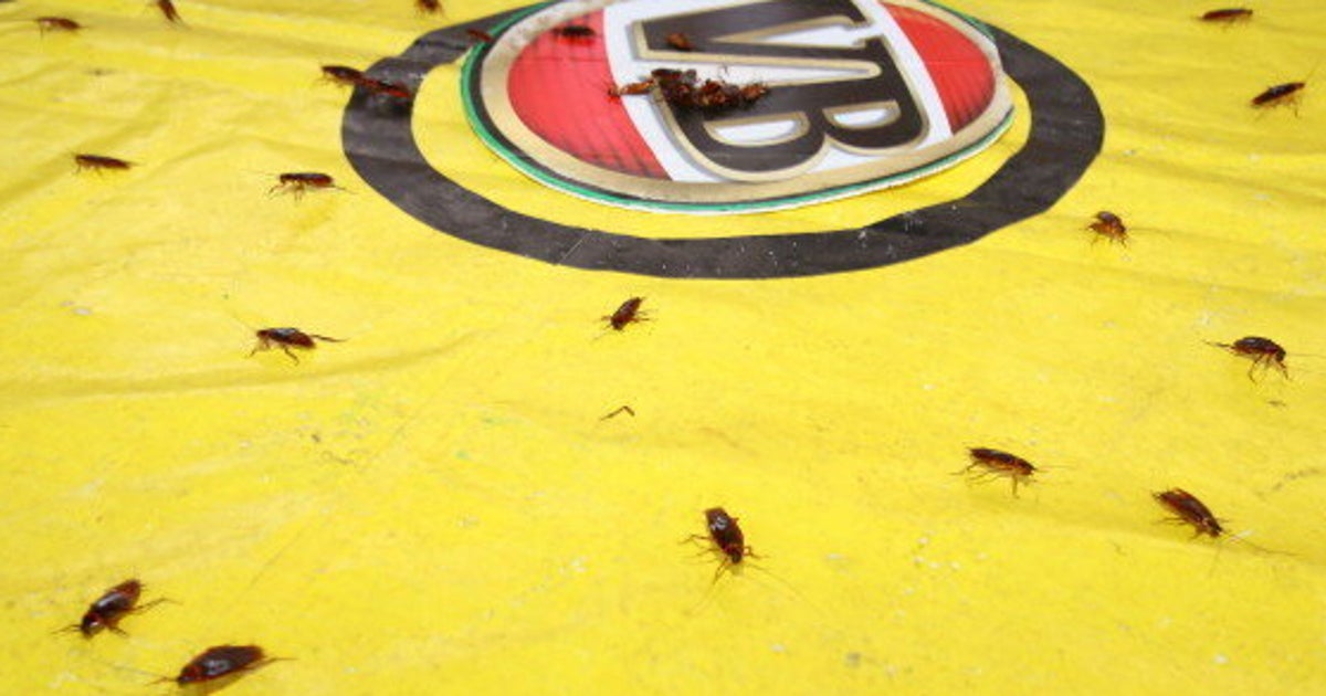 Cockroach Racing, Ride-On Mowers And Dunny Races Prove Queensland's ...