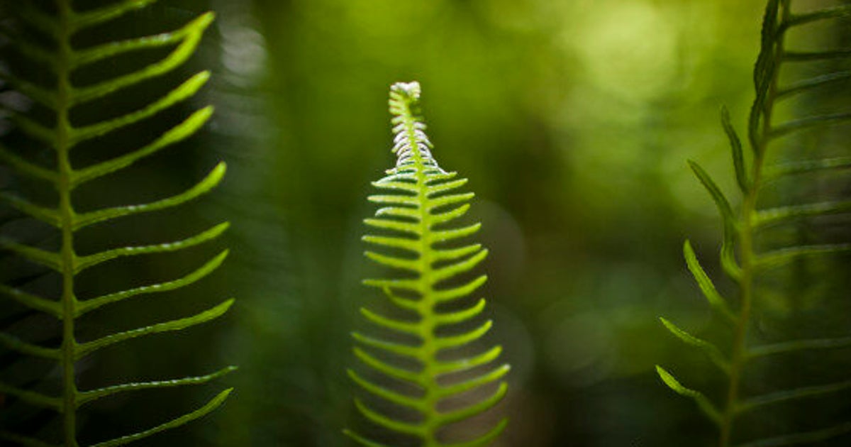 How Carbon Dioxide Is Boosting The World's Plant Growth | HuffPost News