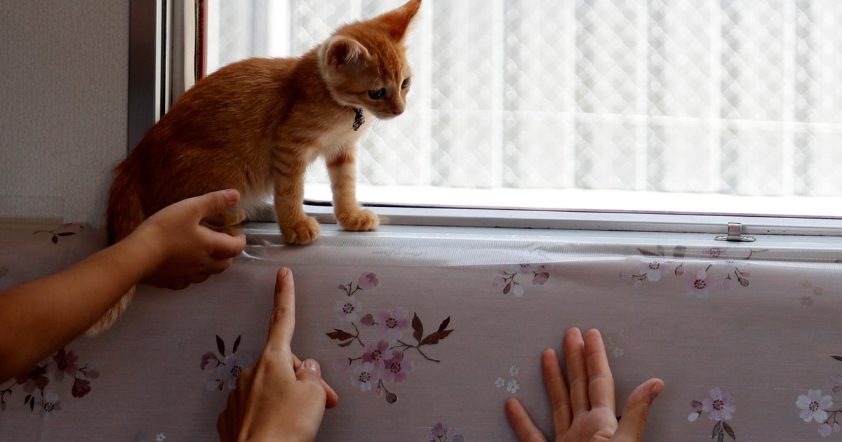 Japanese Cat Train Raises Awareness For Culling of Strays | HuffPost World