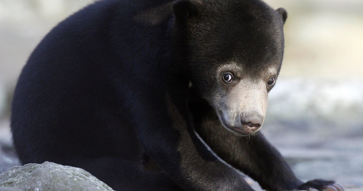 Buying This Sunscreen Will Help Save The Sun Bears | HuffPost Life