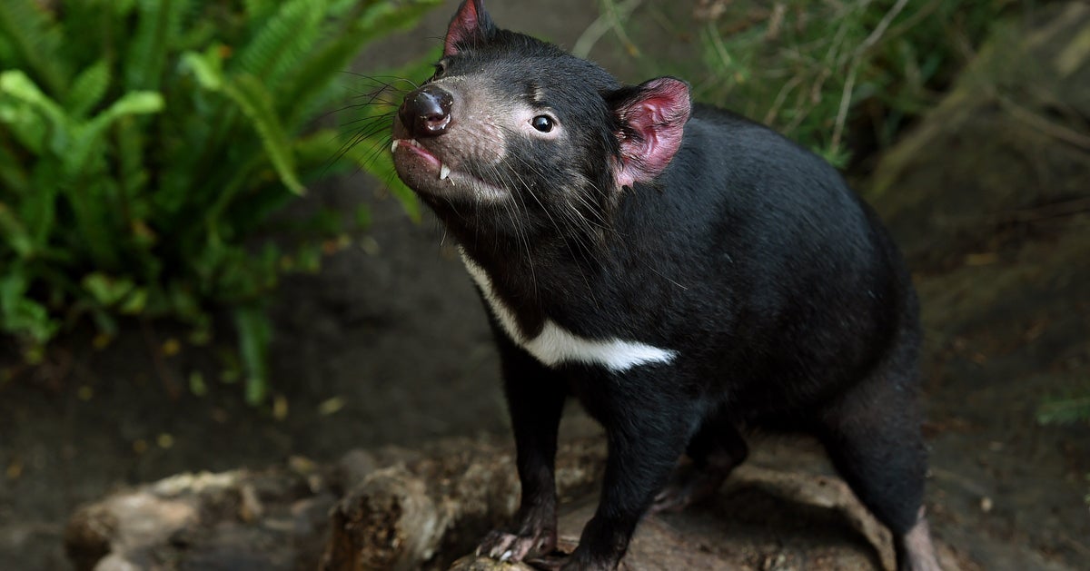 Four Tassie Devils Have Shown Immunity To Deadly Face Cancer | HuffPost ...