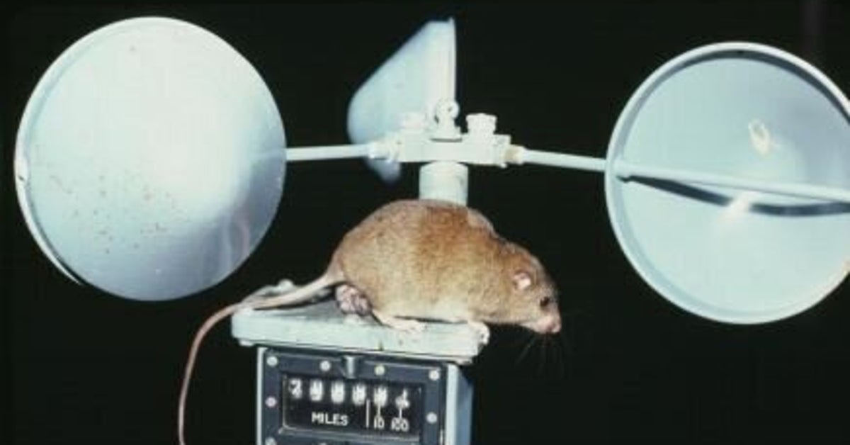 The Mosaic-Tailed Rat From The Great Barrier Reef Is Now Extinct Due To ...