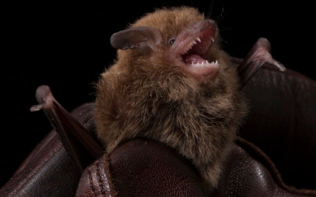 Hiding In Our Midst: Inside The World Of Melbourne's Microbats ...