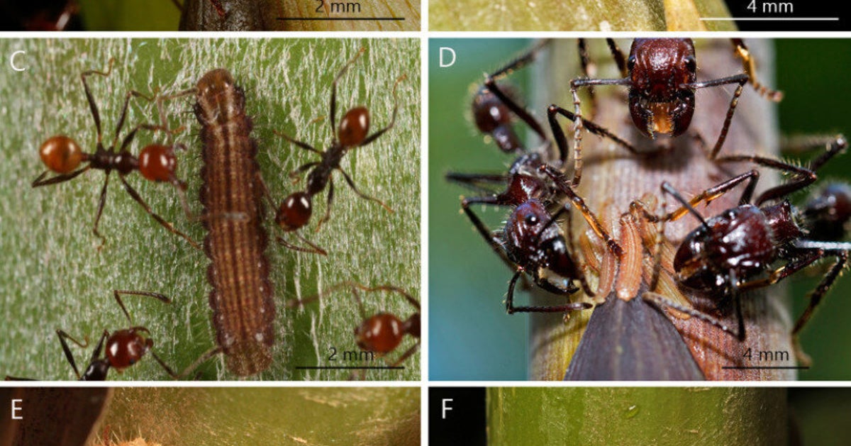 WATCH: This Butterfly and Ant's Relationship Is... Complicated ...
