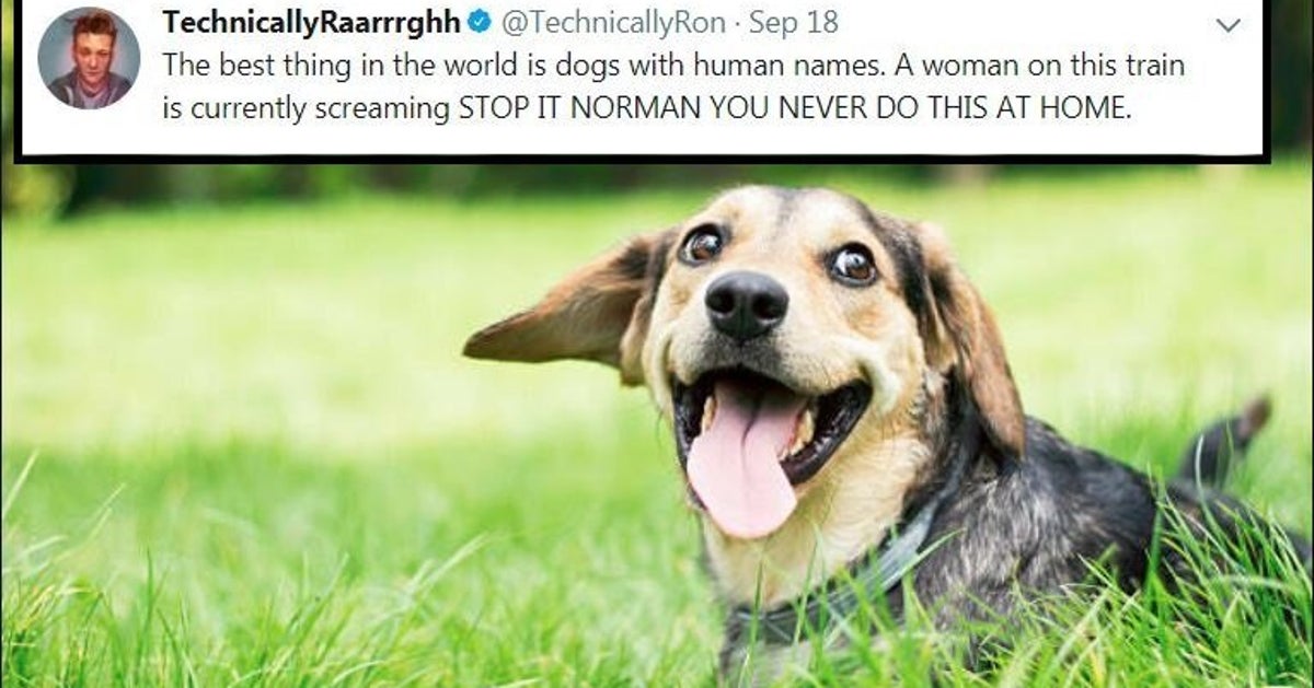 28 Of The Best Tweets About Dogs Because 2017 Has Been Ruff | HuffPost ...