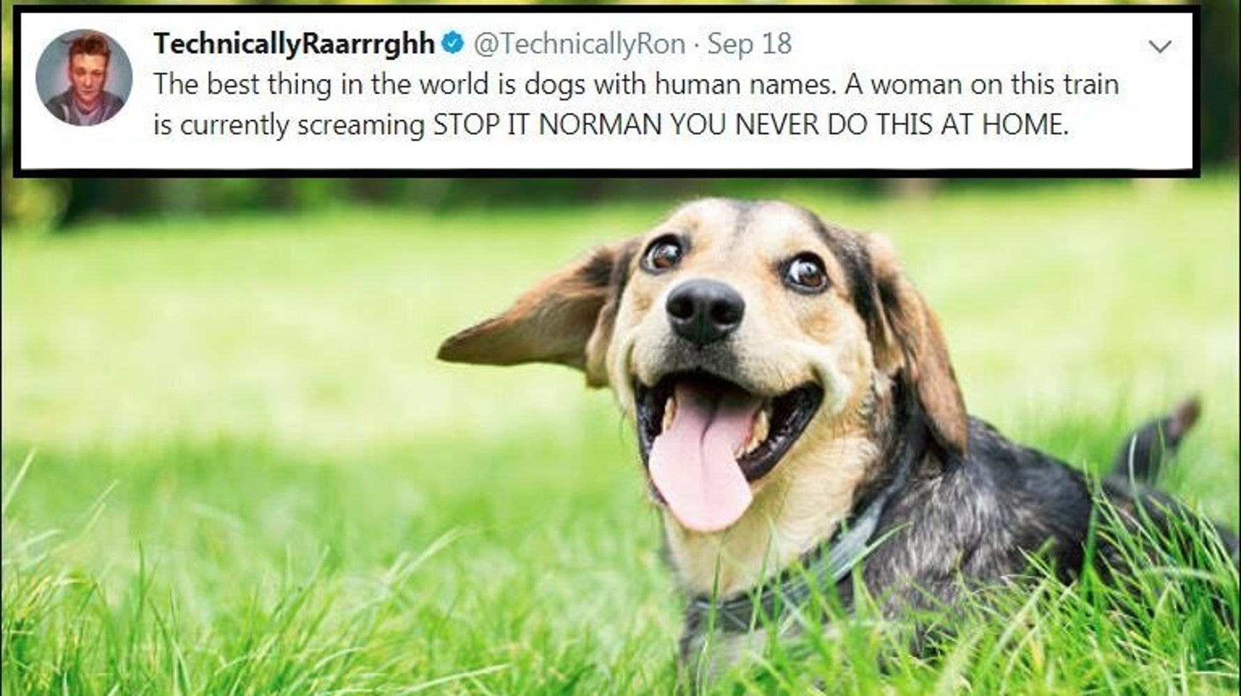 What Is The Best Thing About Dogs