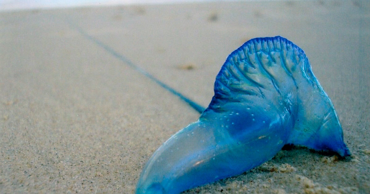 Bluebottle Sting Treatment Has Moved On So Forget Vinegar And Piss ...