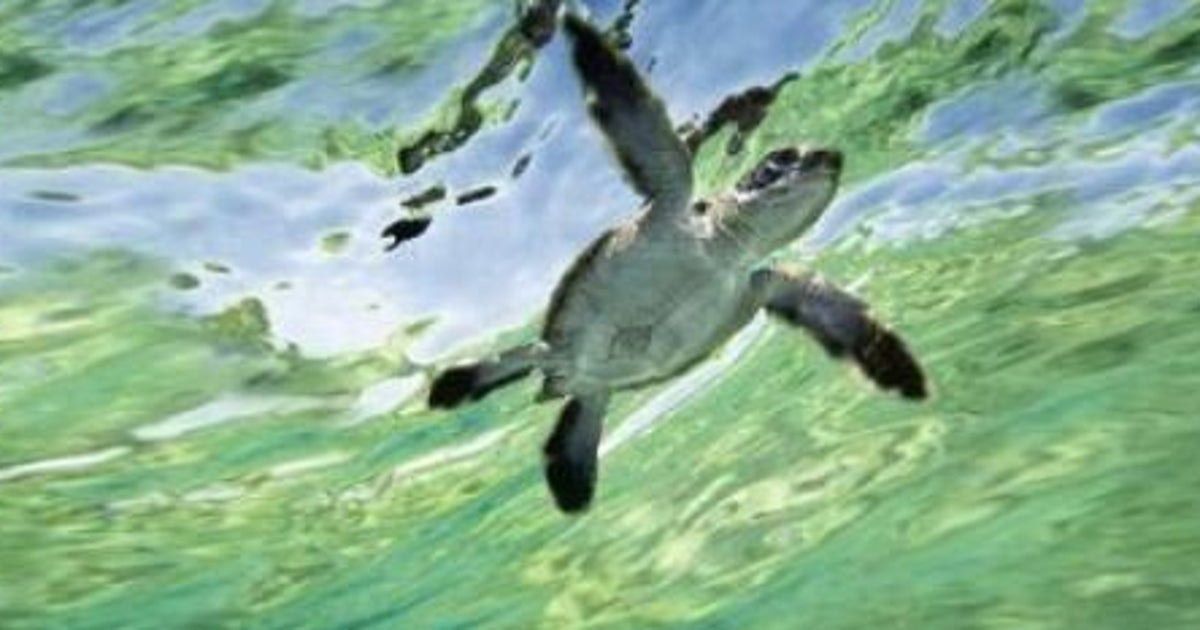 It's Turtle Egg Laying Season At Queensland's Mon Repos Beach ...