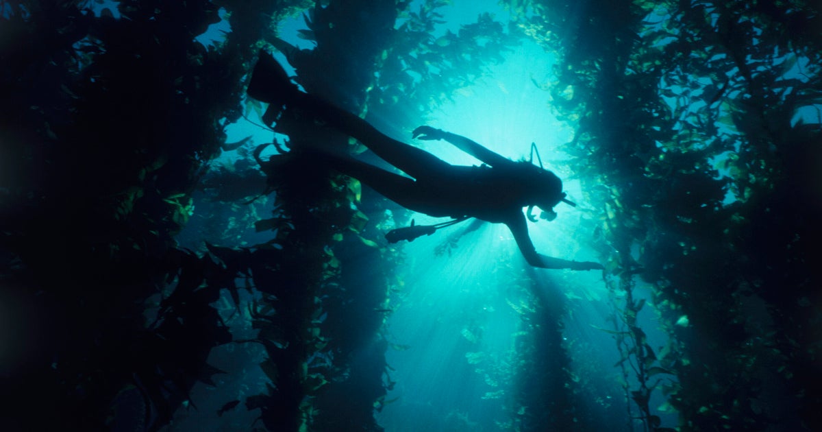 Kelp Forests Die After Taking In Fish Fleeing Global Warming | HuffPost ...