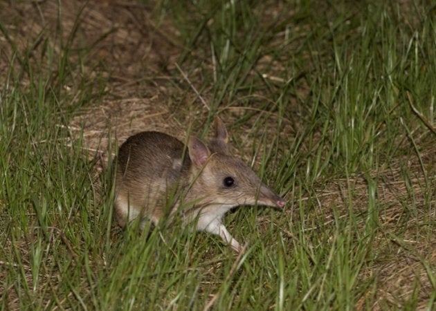Tinder For Possums The Dating Program For Aussie Wildlife Huffpost Sustainability