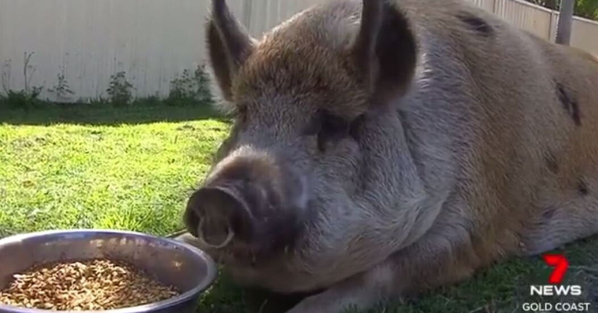 Giant Pig Bought To Help Teen With Autism Has To Go, Says Local Council ...