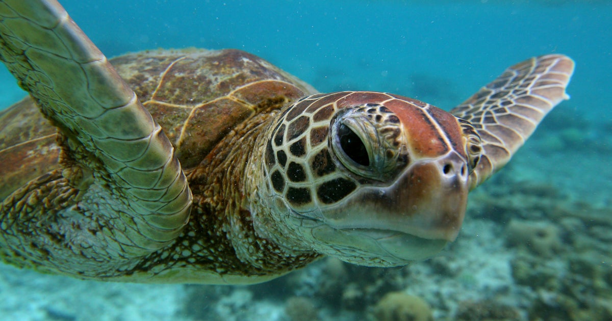 The Illuminating Way One Small Australian City Is Saving Sea Turtles ...