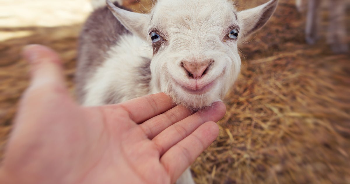 Genetically Modified Goats Made In China Have Allergy Free Milk ...