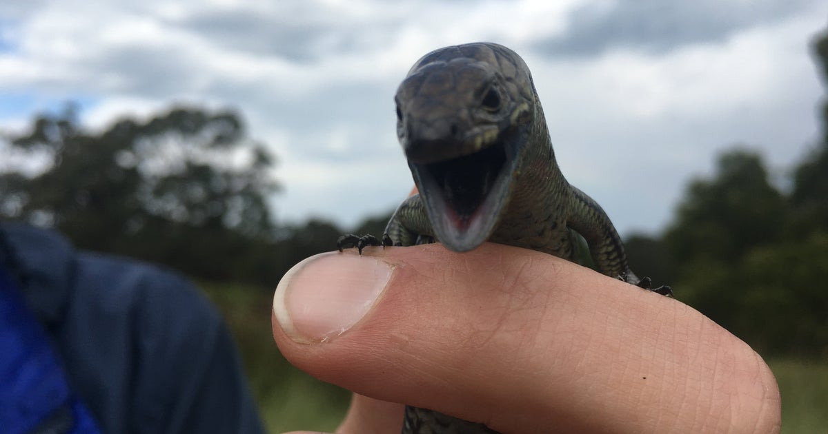 Rare 'Mini Godzilla' Found In Victorian Parks For The First Time In 30 ...
