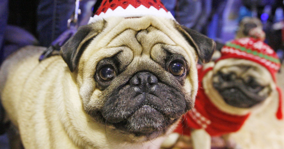 There Are So Many Pugs In She & Him's 'Winter Wonderland' Video ...