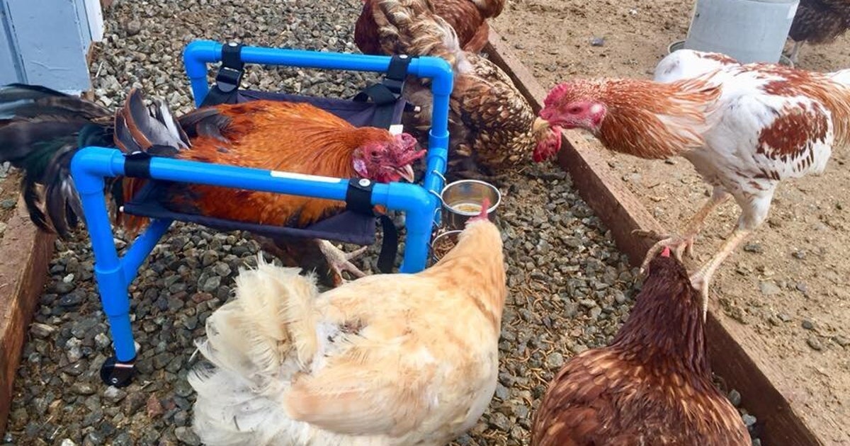 Aussie-Made Wheelchair Helps Injured Chickens Walk Again | HuffPost Life