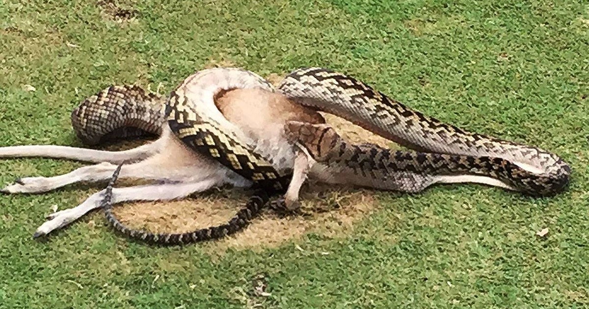 Python Swallows A WHOLE Wallaby On A Cairns Golf Course | HuffPost News