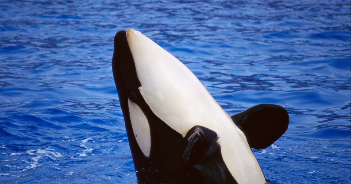 Mysterious Type Of Killer Whale Caught On Video Killing And Eating A ...