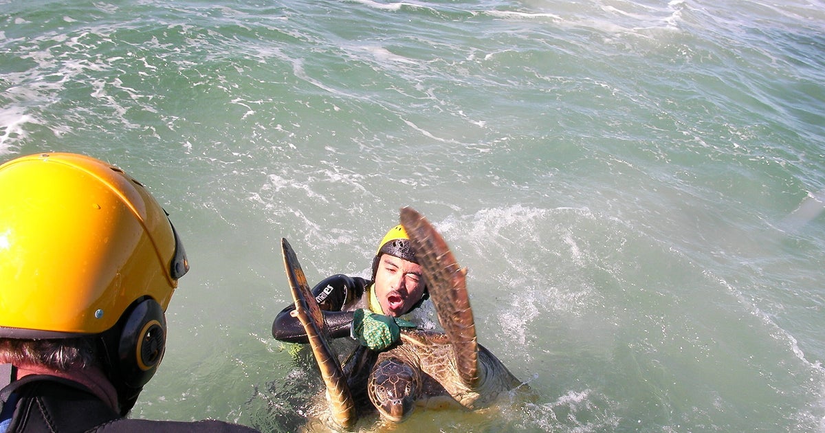 This Is How Scientists Catch A Turtle In The Ocean 'Rodeo Style ...