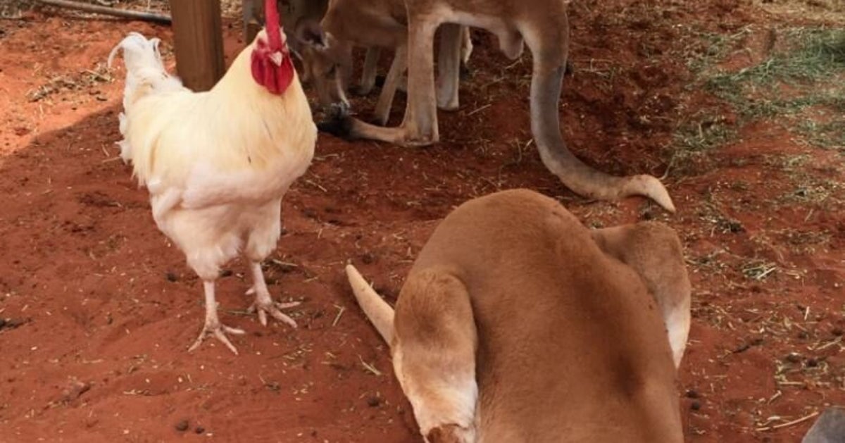 This Rooster Called 'Cluck Norris' Pretty Much Thinks He's A Kangaroo ...