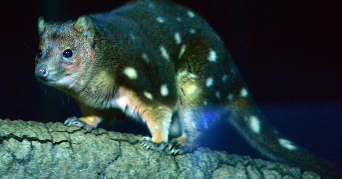 Know Your Quokkas From Your Quolls? Take Our Roodiculously Easy ...