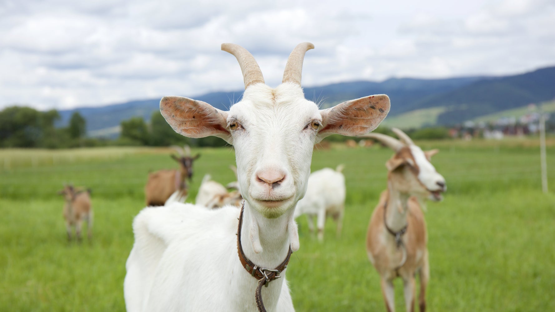 Are Goats Smarter Than Dogs