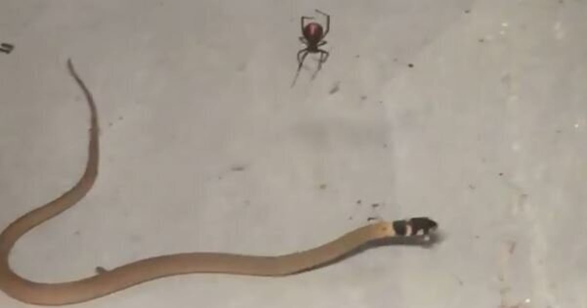 Savage Redback Kills Baby Brown Snake | HuffPost News