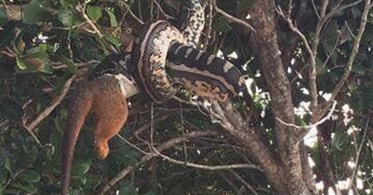 Python Photographed Eating A Possum | HuffPost Life