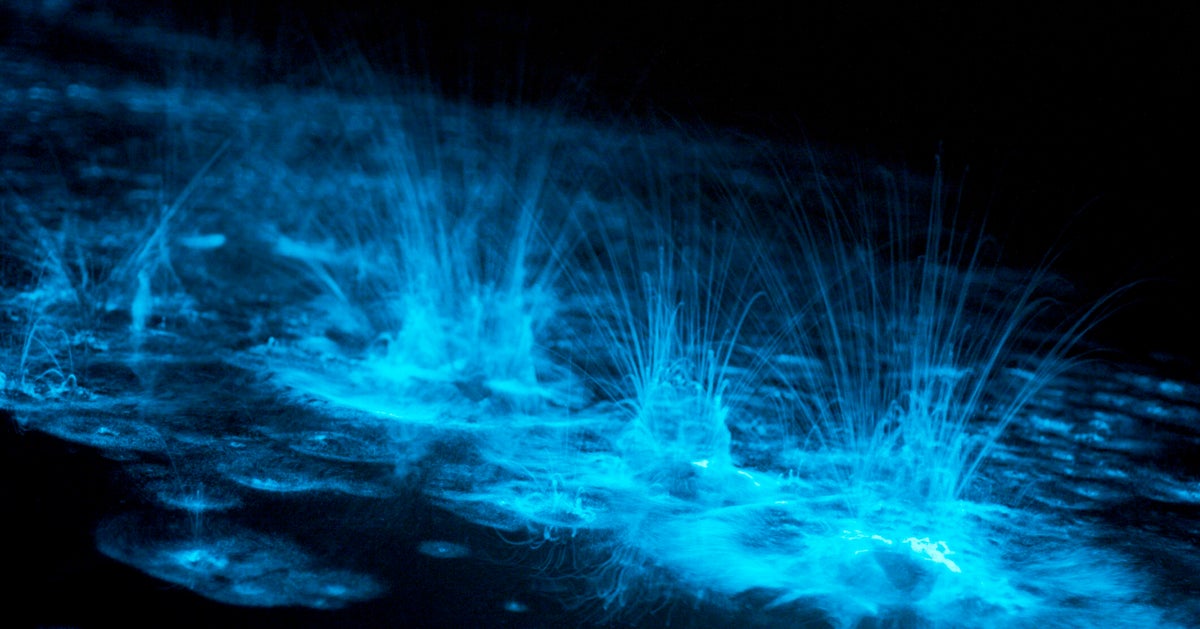 Bioluminescent Algae Transforms Tasmanian Beaches Neon Blue | HuffPost News
