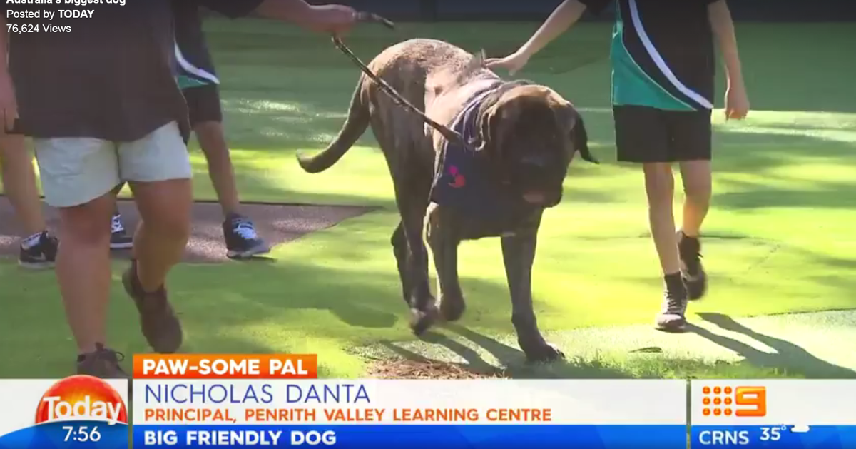 Australia's Biggest Dog, Baron, Just Qualified As A Therapy Dog ...
