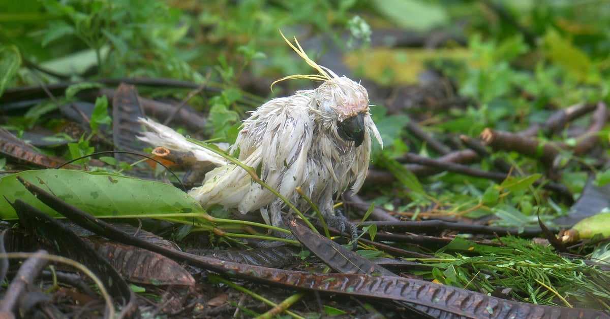 'Debbie' The Cockatoo Dies After Being Rescued During The Cyclone ...