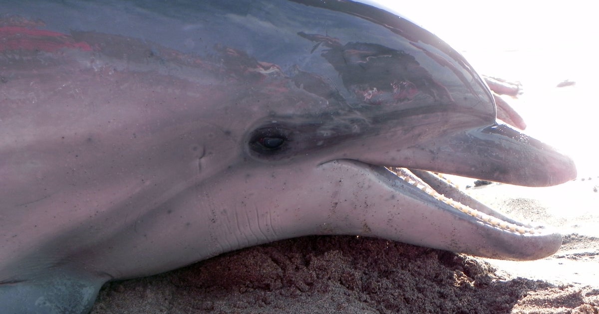 Hopes Dashed For Dolphin Stranded In WA Estuary | HuffPost News