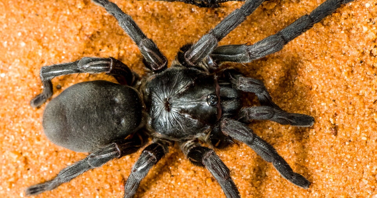 New Spiders Have Just Been Discovered In The Australian Bush | HuffPost ...
