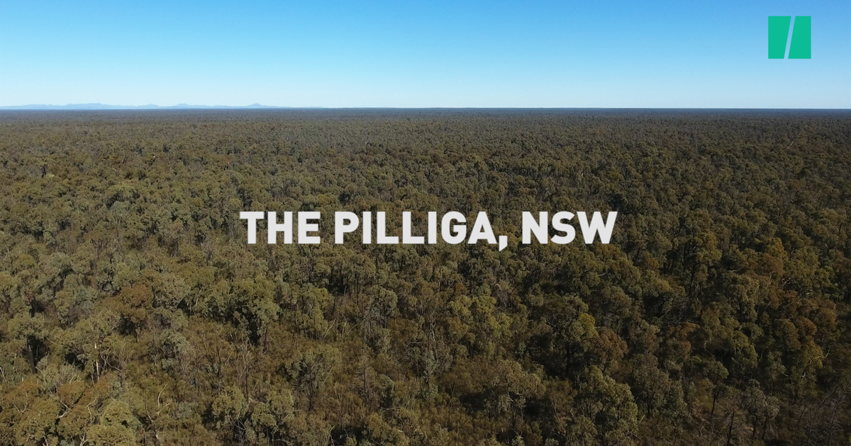 The Battle For The Pilliga, Australia's Largest Native Inland Forest ...