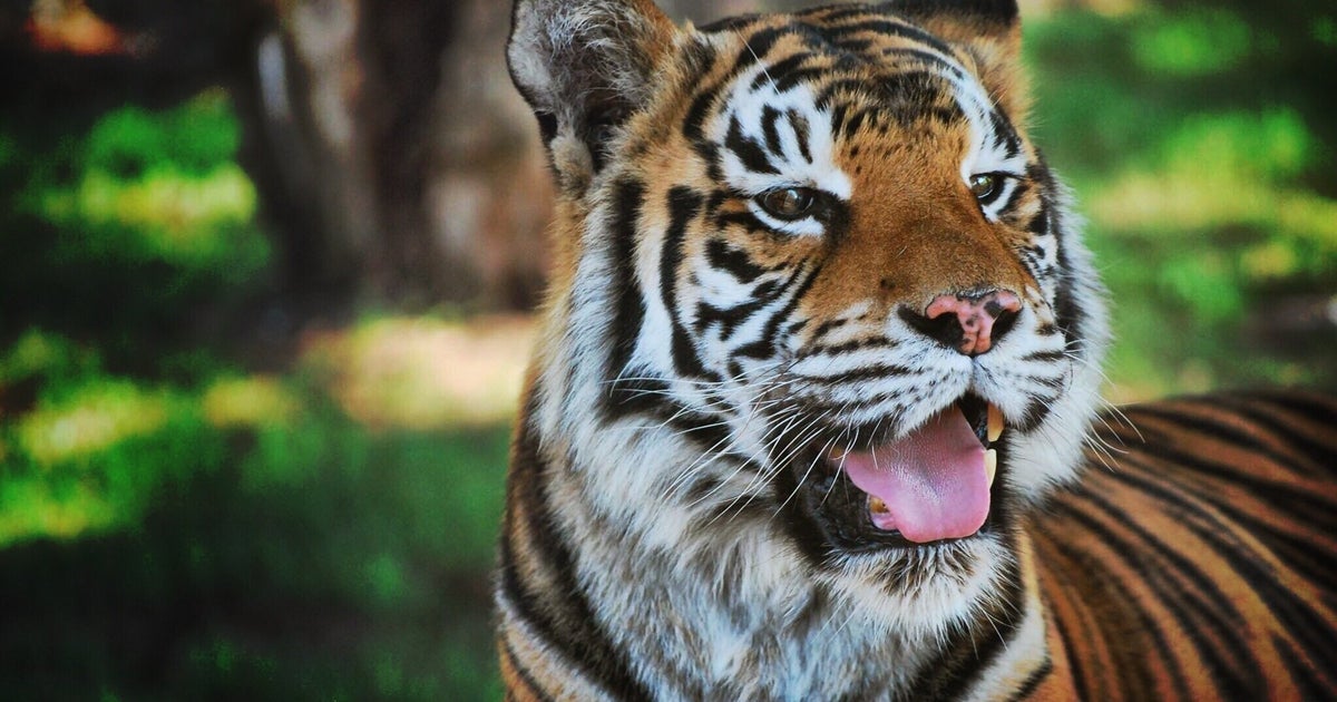 Indira The Cross-Eyed Tiger Stuns Surgeons With Miraculous Recovery ...