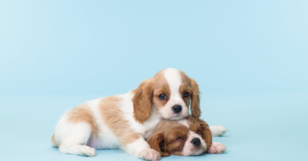 "Aww" To Be Recognised As Its Own Official Emotion | HuffPost News