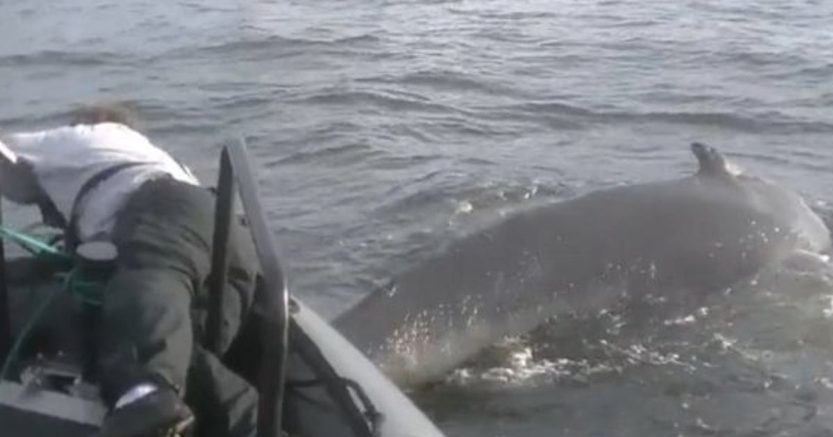 Tangled Whales In B.C. Keeping Officials Busier Than Usual (VIDEO ...
